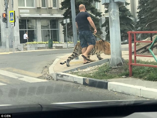 Man takes his tiger for a stroll as pedestrians cower in fear ...